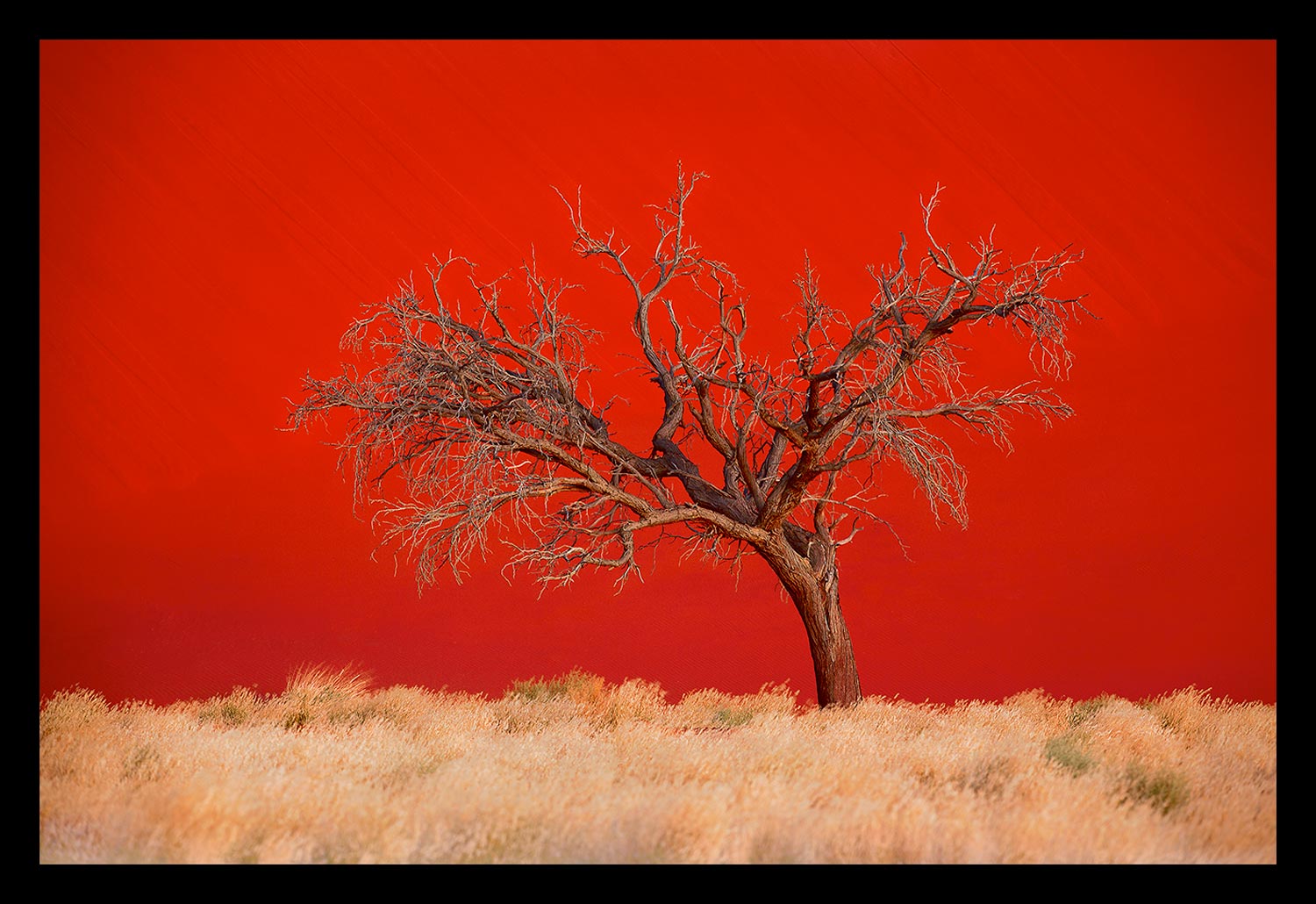 The Tree Families Collection – Rabinowitz Photography