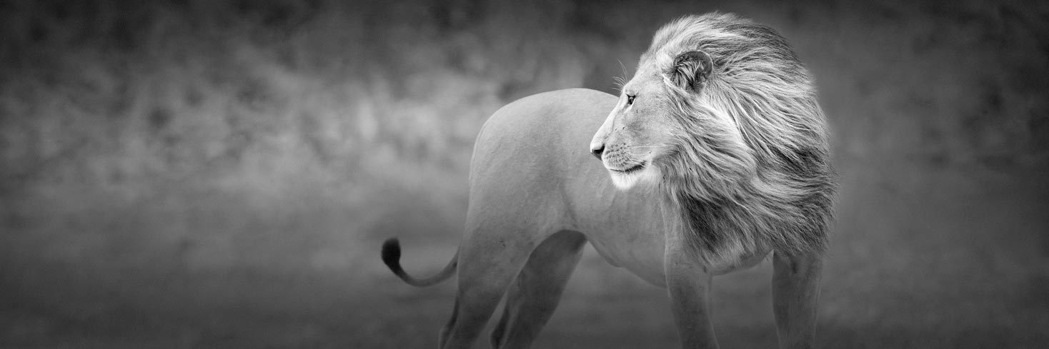 Rabinowitz Photography | Limited Edition Photographs X Adam Rabinowitz