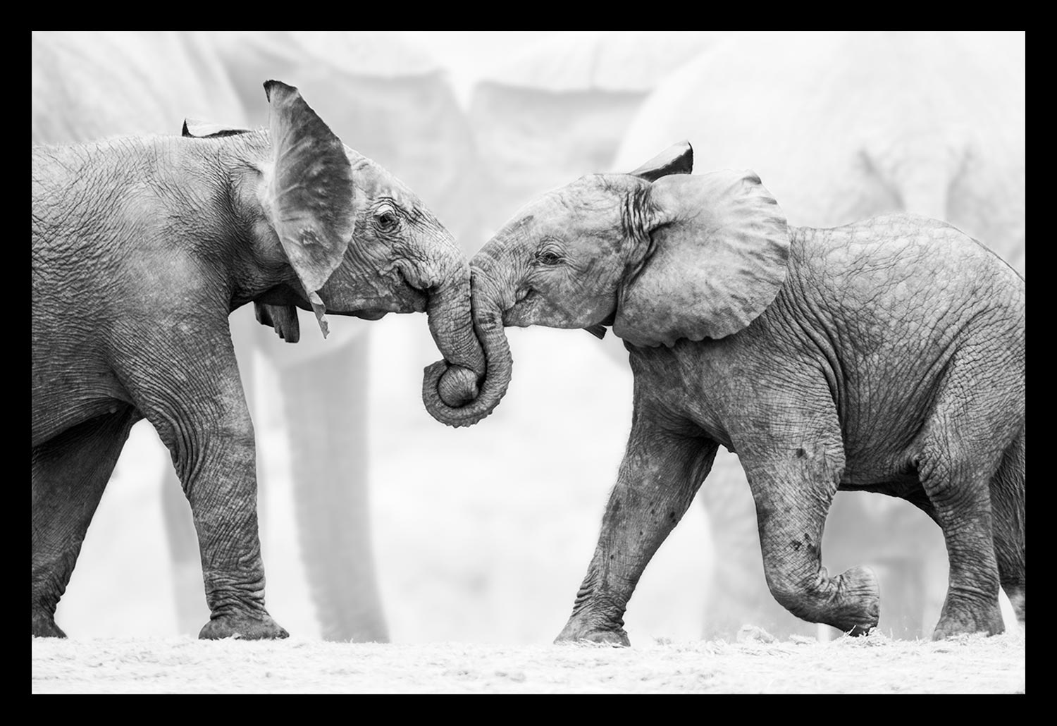 Elephant Friends - Limited Edition Photograph – Rabinowitz Photography