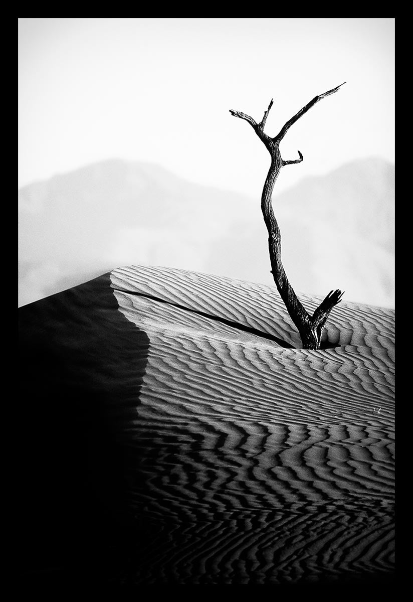 The Survivor - Limited Edition Photograph – Rabinowitz Photography